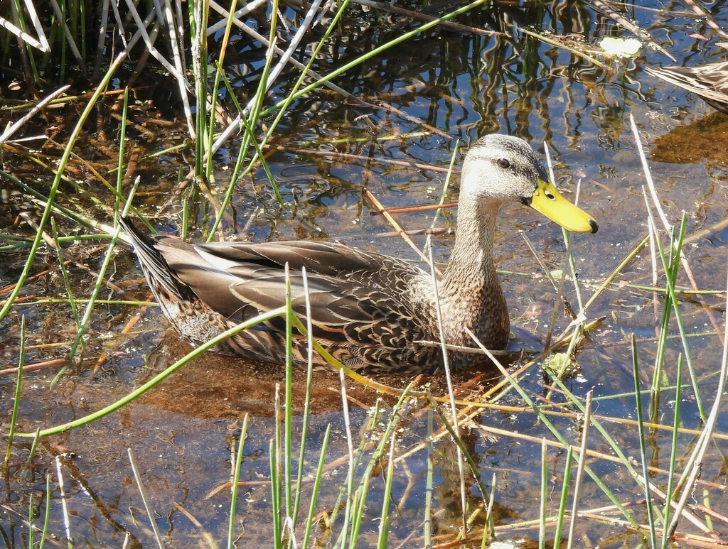 Mallard × Mottled Duck from Sarasota County, FL, USA on February 25 ...