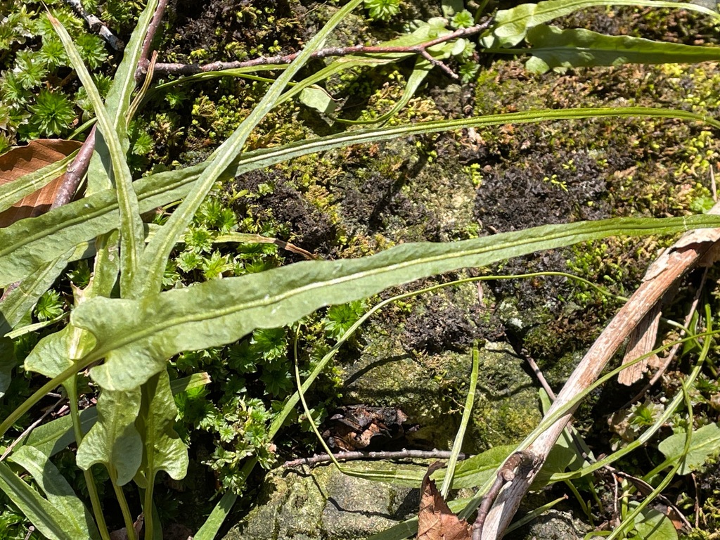 walking fern from Addison County, VT, USA on March 8, 2024 at 02:58 PM ...