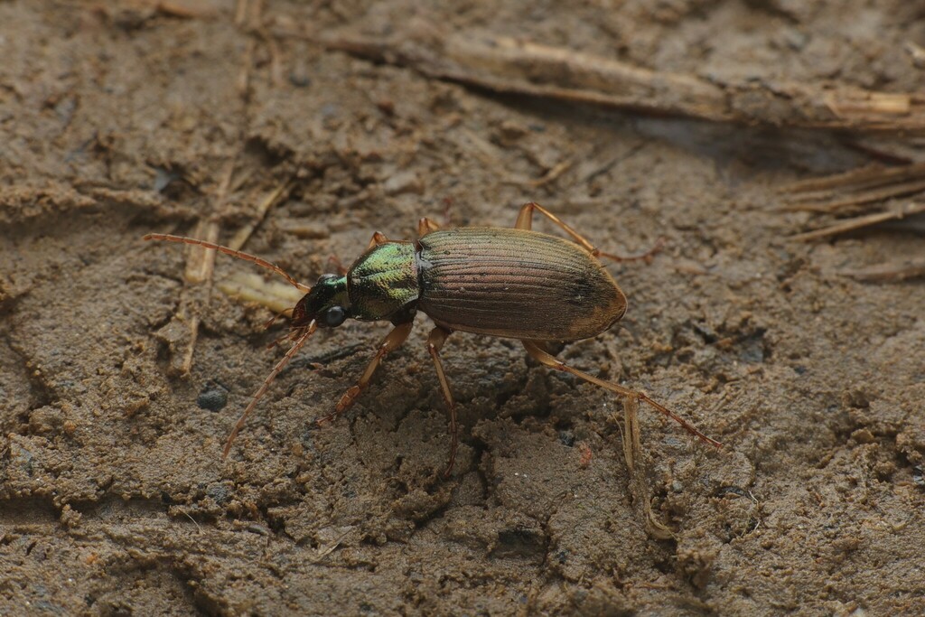 Chlaenius prostenus from 中国重庆市沙坪坝区 on March 9, 2024 at 10:53 PM by 顾天玄 ...