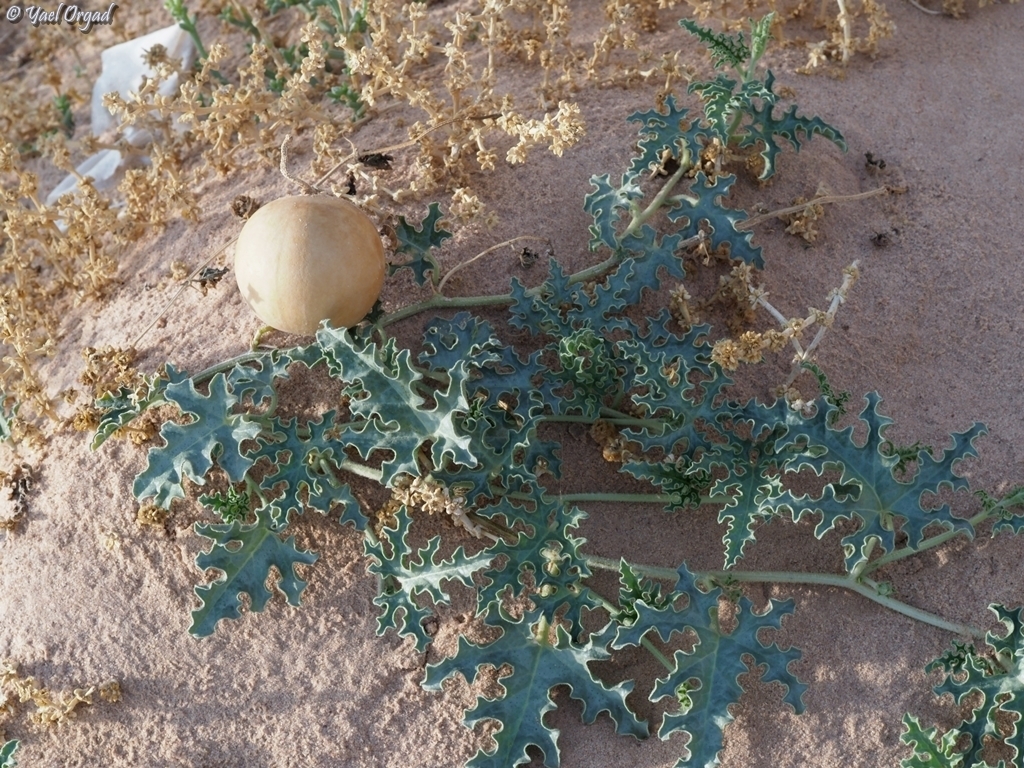 Colocynth from Be'er Sheva, Israel on February 24, 2024 at 02:52 PM by ...