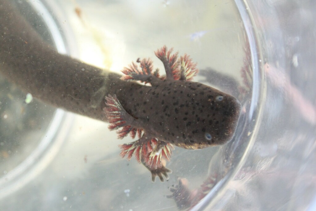 Western Lesser Siren in March 2024 by Dominic. The target species for ...