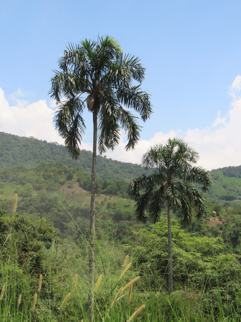 Syagrus sancona in February 2024 by Mateo Hernandez Schmidt · iNaturalist