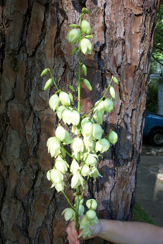 Yuccas from Trinity County, TX, USA on July 2, 2001 at 11:20 AM by Eric ...