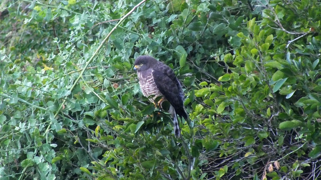 Roadside Hawk from Santa María Huatulco, Oax., México on February 17 ...
