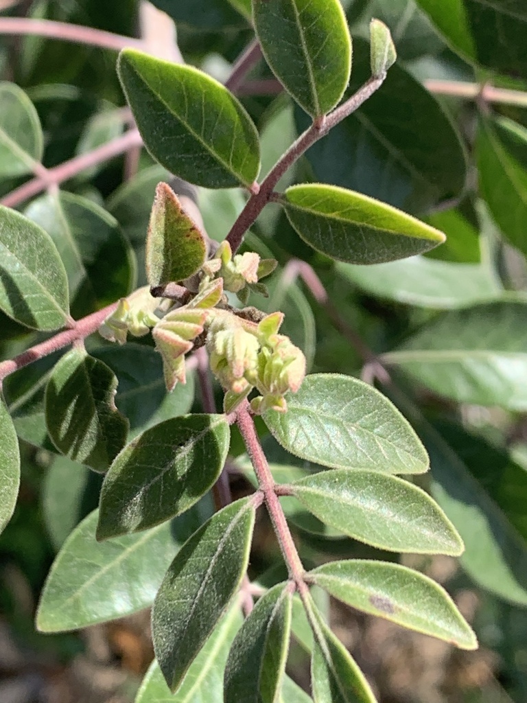evergreen sumac from Eisenhower Park, San Antonio, TX, US on March 9 ...