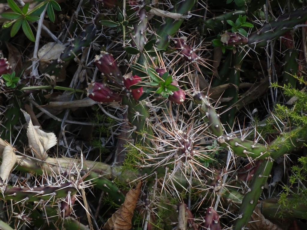 Tiger Pear from 43812 Montferri, Tarragona, Espanya on March 3, 2024 by ...