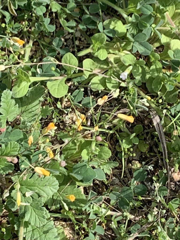 Gaslight Bladderpod from Eisenhower Park, San Antonio, TX, US on March ...