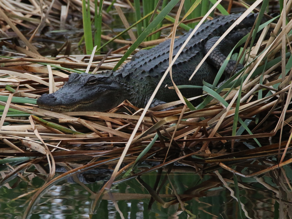 American Alligator from South Padre Island Birding & Nature Center ...