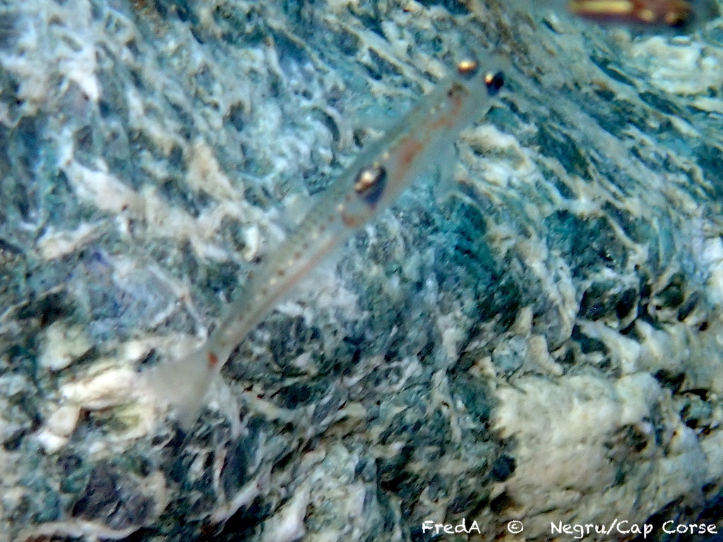 Transparent goby from Haute-Corse, Corse, FR on 08 March, 2024 at 09:23 ...
