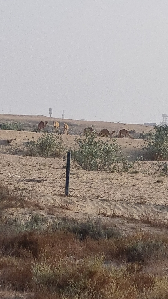 Dromedary Camel from Al Bedea Suburb - Hay Al Badee - Sharjah - United ...