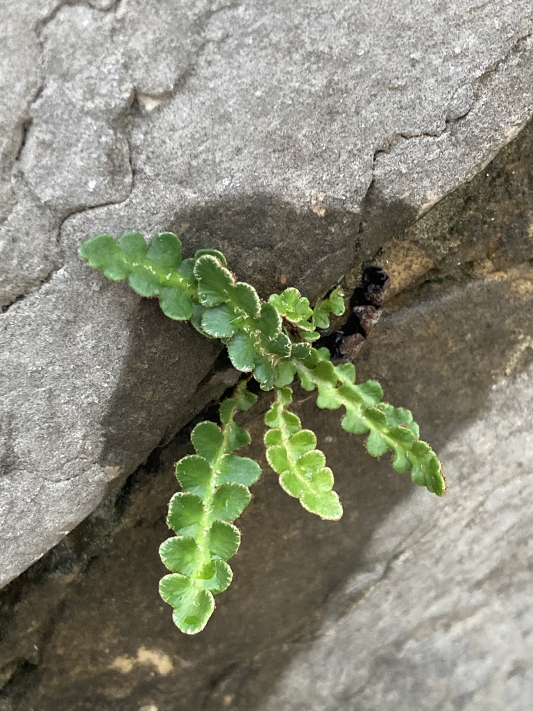 Rustyback from Largo Dr. José de Figueiredo, Lisboa, Lisboa, PT on ...