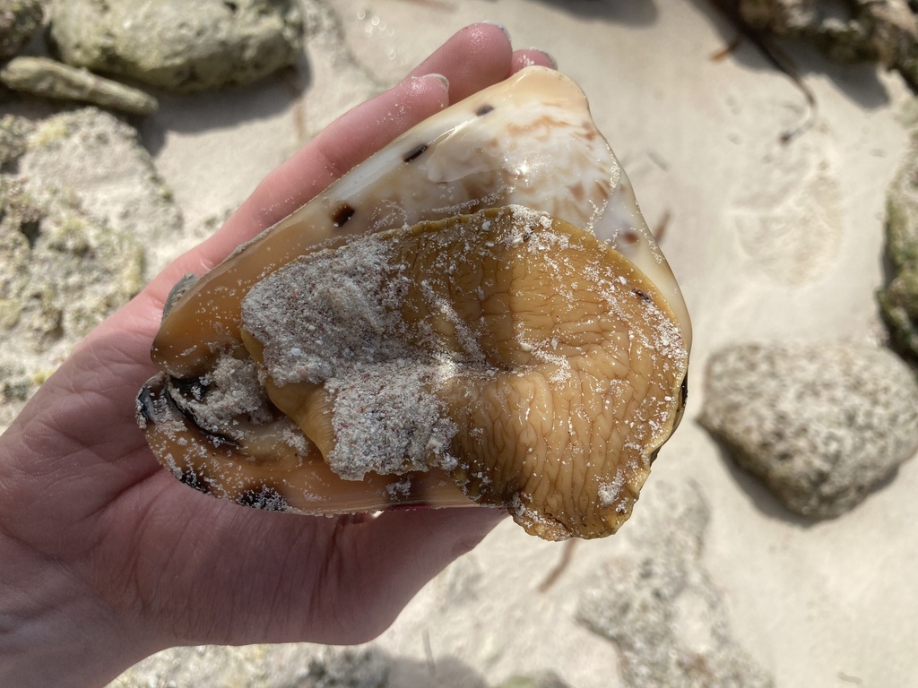 King Helmet Snail from BS on March 9, 2024 at 01:59 PM by y2k-22 ...