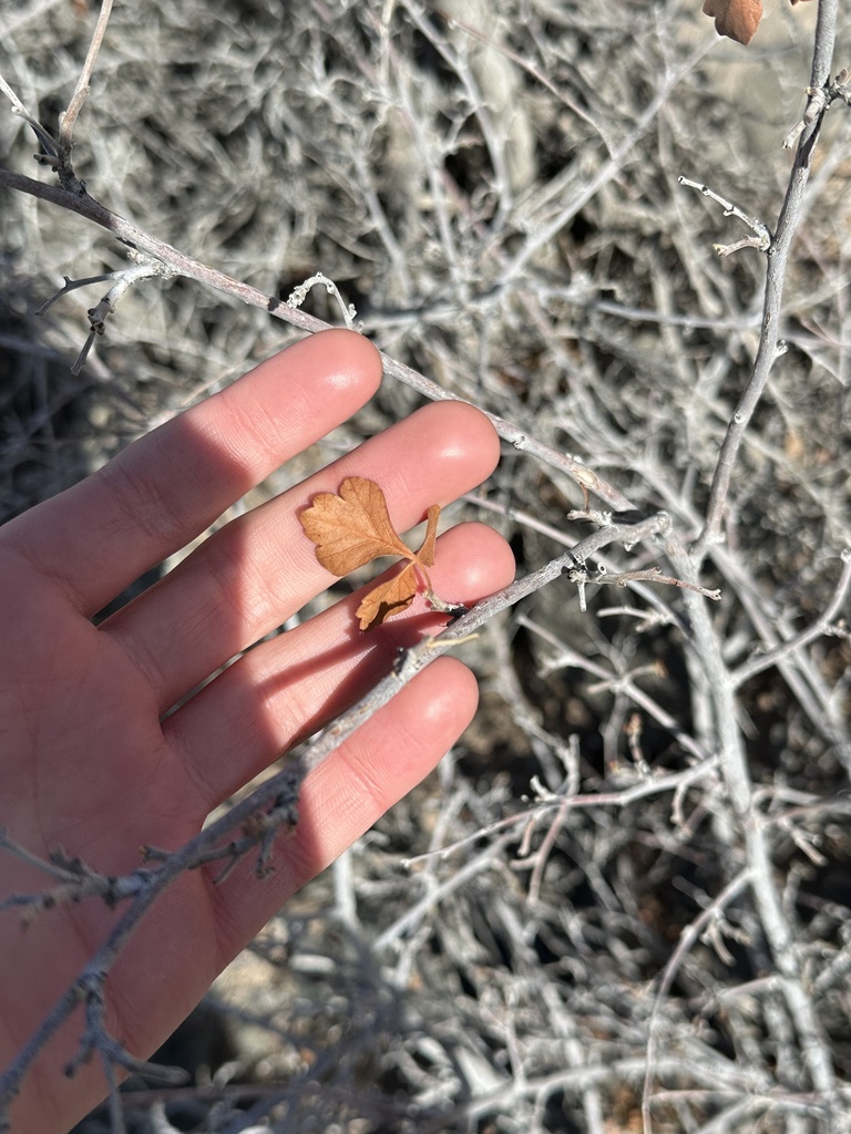 fragrant sumac from Petrified Forest National Park, Saint Johns, AZ, US ...