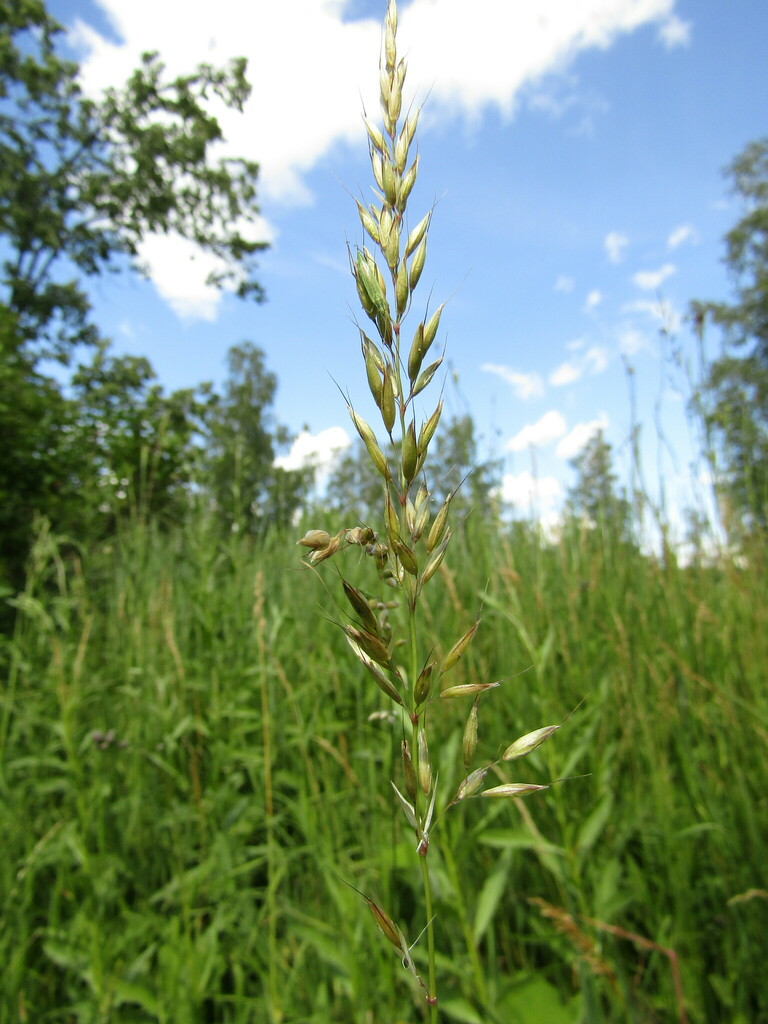 tall oat grass from Pushkinsky District, St Petersburg, Russia on July ...