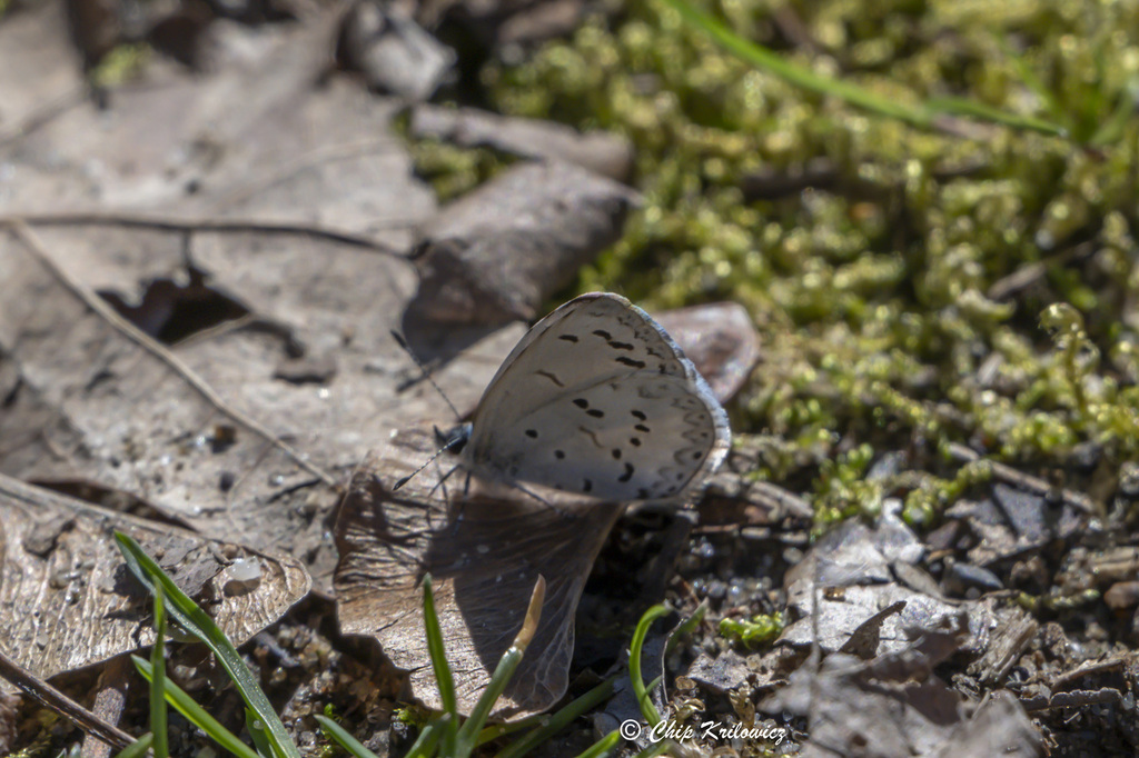 Spring Azure from White Horse, Groveville, NJ, USA on March 8, 2024 at ...