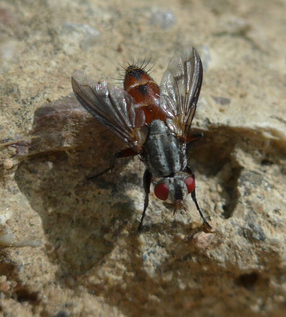 Mintho rufiventris from Epta Piges, Rhodos, Südliche Ägäis ...
