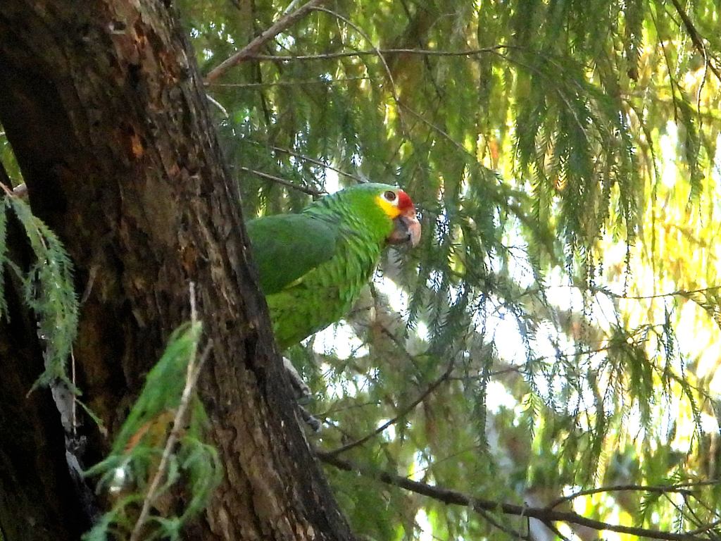 Red-lored Parrot in March 2024 by César Tejeda · iNaturalist