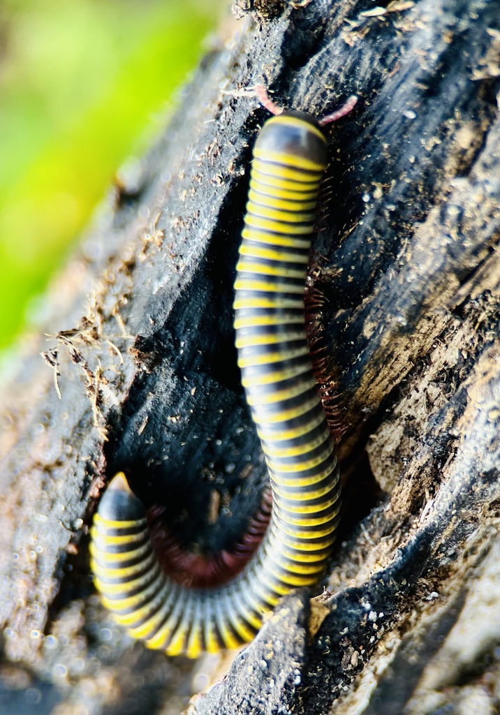 Bumblebee Millipede from SW 80th Terr, Miami, FL, US on March 9, 2024 ...