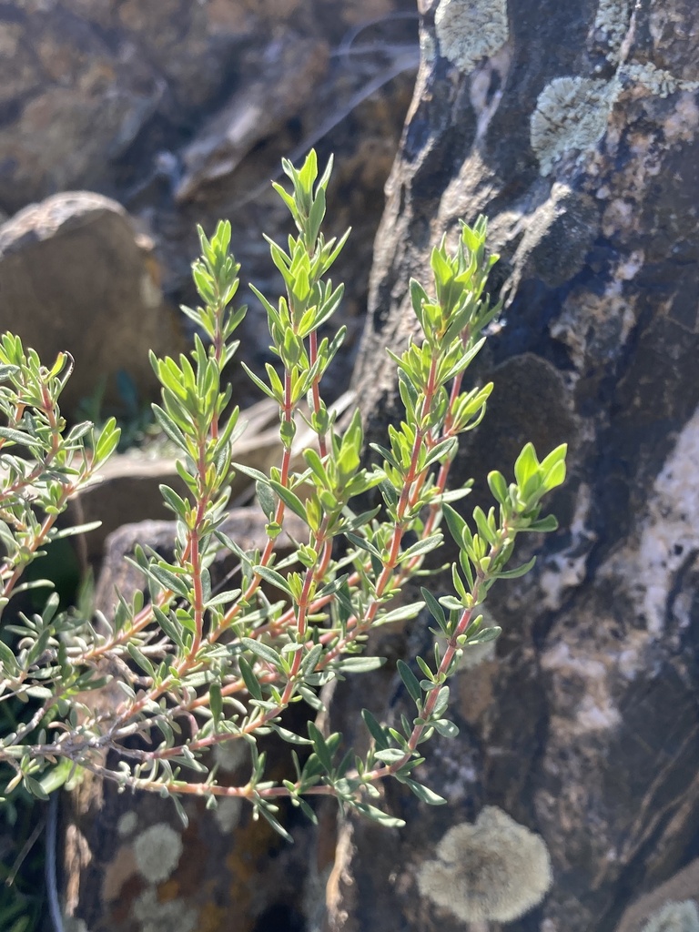 Spanish Wood Marjoram from Guadiana Valley Natural Park, Mértola ...