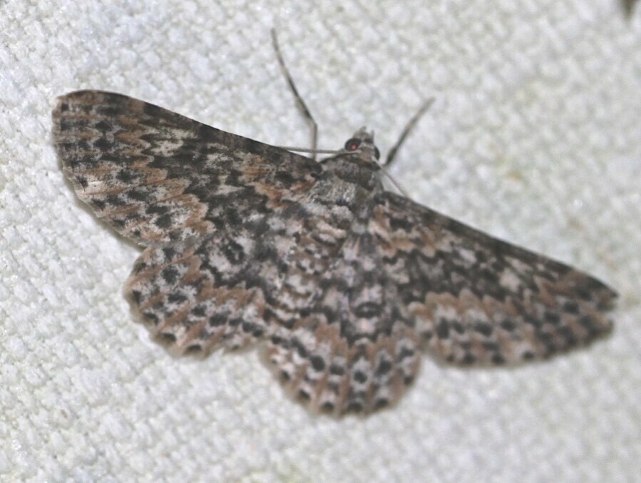 Cleora sabulata from Mount Mellum QLD 4550, Australia on March 9, 2024 ...