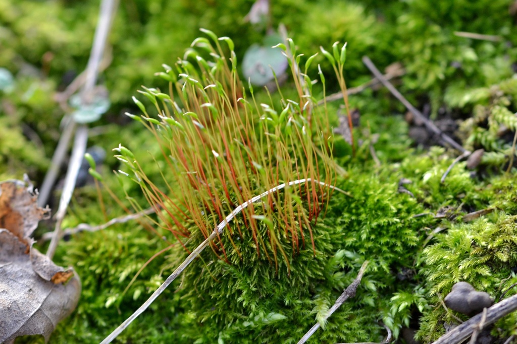 creeping feather-moss from Dobrovice, Česko on March 6, 2024 at 05:14 ...