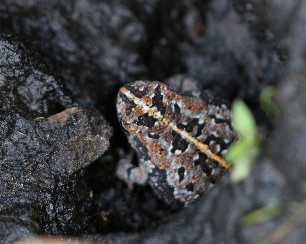 Oak Toad from Christmas, Florida, United States on March 7, 2024 at 12: ...