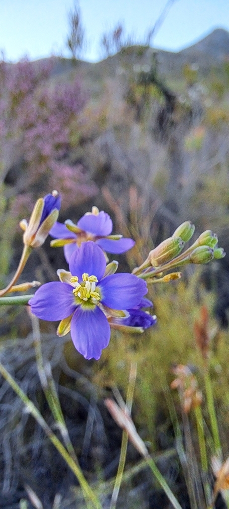 Heliophila linearis linearifolia from Phillipskop Mountain Reserve on ...