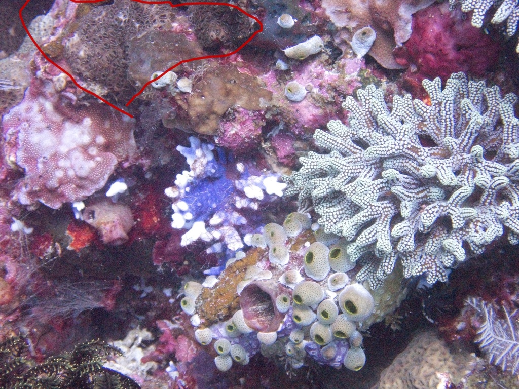 Sea Mat from Pulau Pengah Kecil, Komodo, West Manggarai Regency, East ...