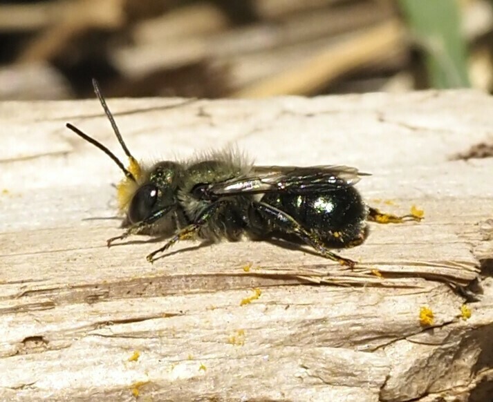 Mason Bees from Las Vistas, Avondale, AZ 85392, USA on March 9, 2024 at ...