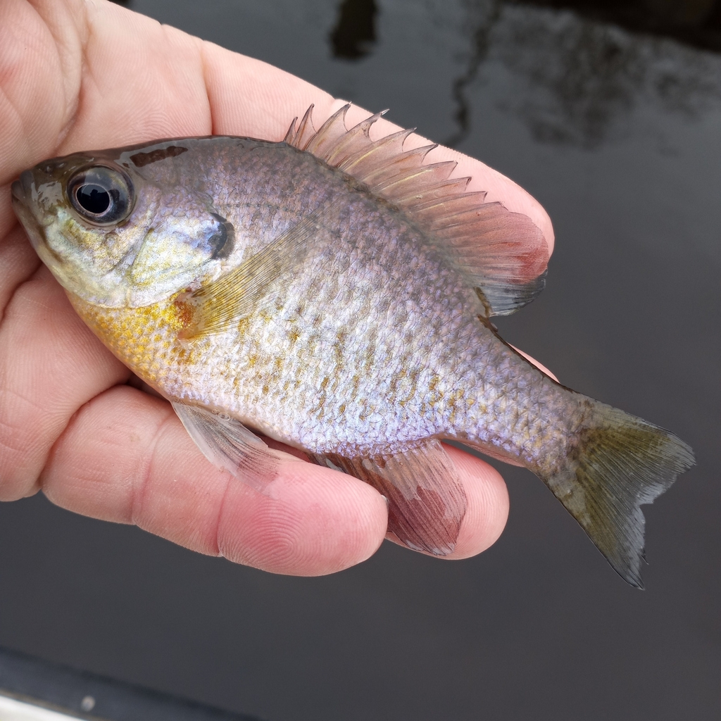 Bluegill from Mardela Springs, MD 21837, USA on March 9, 2024 at 10:07 ...