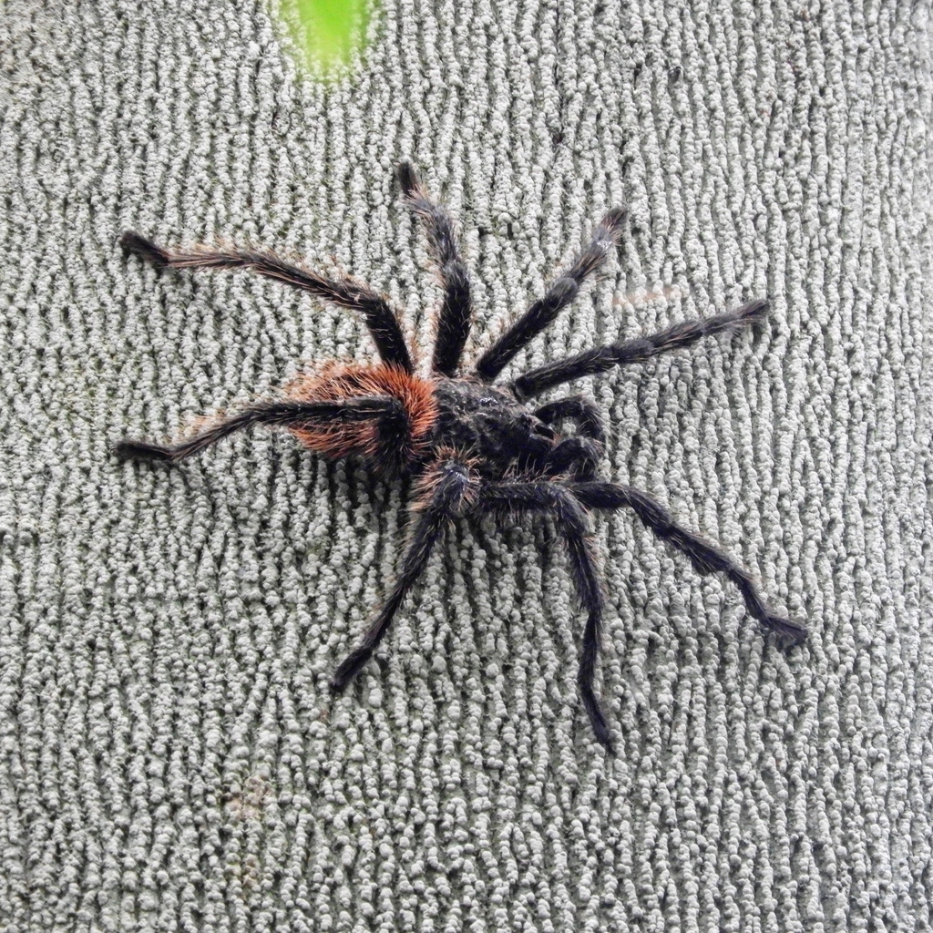 Brazilian Red Birdeater from São José dos Campos, SP, Brasil on March 9 ...