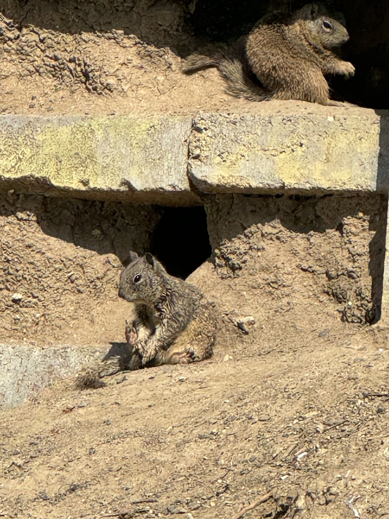 California Ground Squirrel from Pacific Coast Hwy, Huntington Beach, CA ...