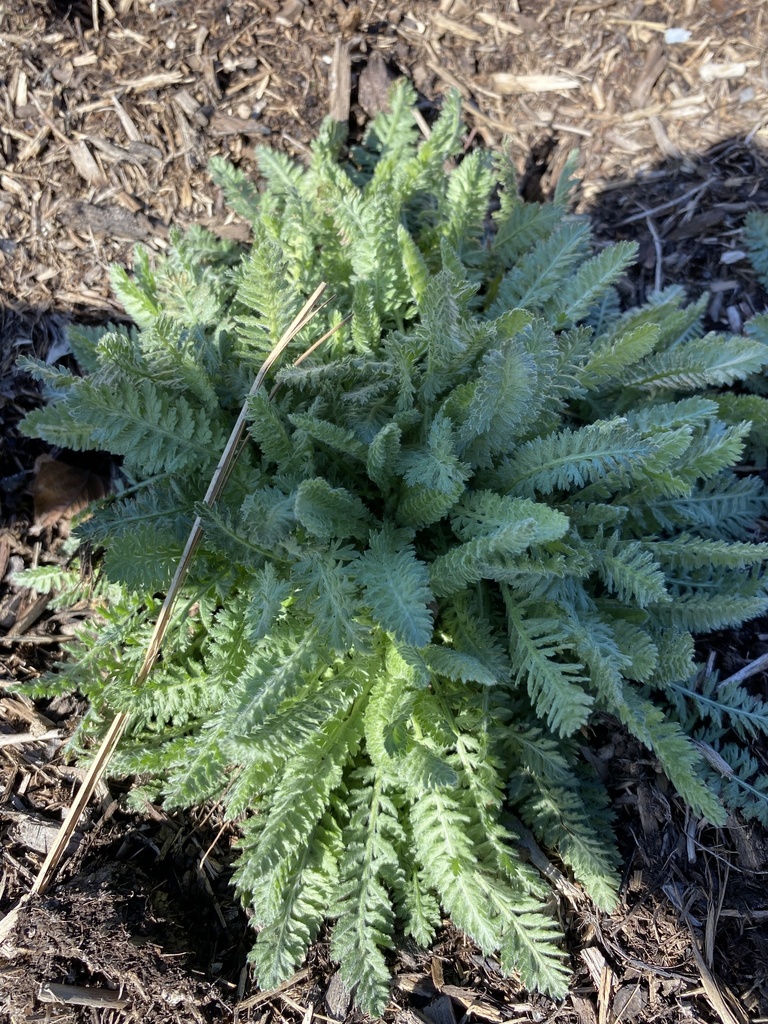 Fern-leaf Yarrow from Loose Park, Kansas City, MO, US on March 9, 2024 ...