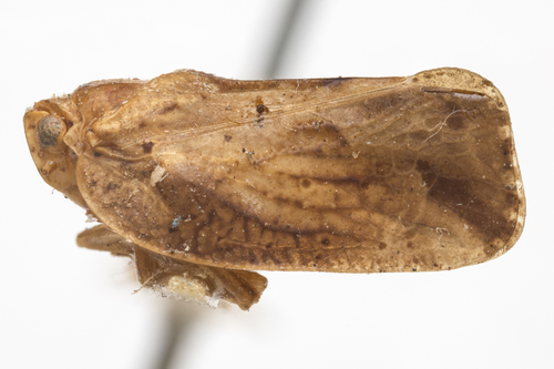 Ormenis robusta · iNaturalist