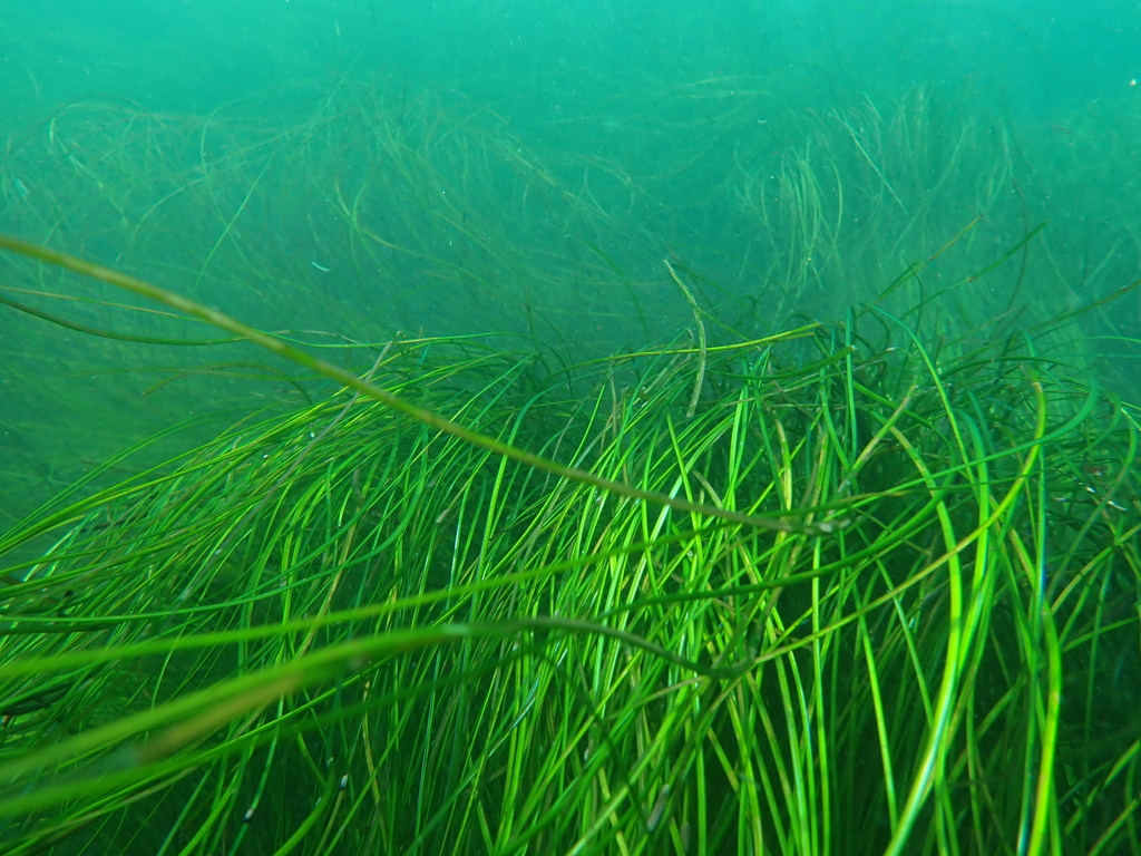 Torrey's Surfgrass from La Jolla Sores - The Canyon, San Diego County ...