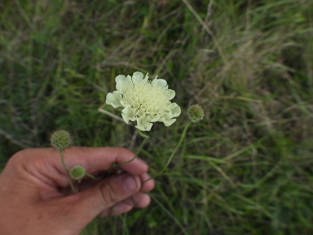 Cream Scabious from Курский р-н, Курская обл., Россия on August 18 ...