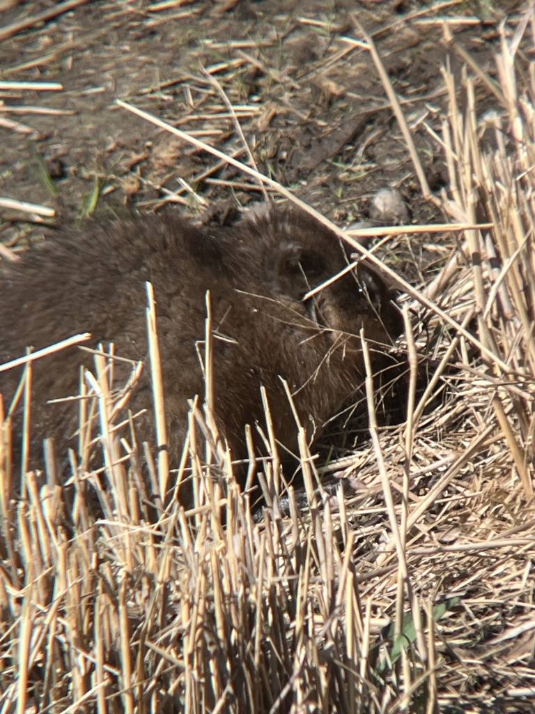 Muskrat from Forest Park, St. Louis, MO, US on March 9, 2024 at 01:48 ...