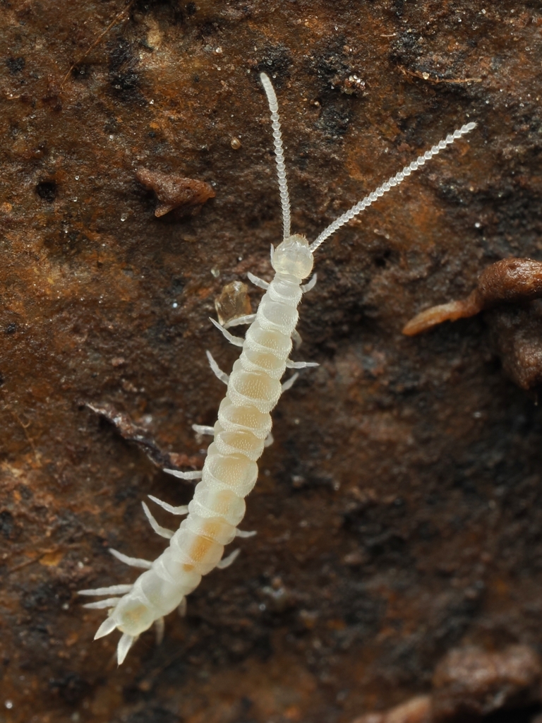 Scutigerella from Moszczanka, PL on March 9, 2024 at 12:28 PM by Michał ...