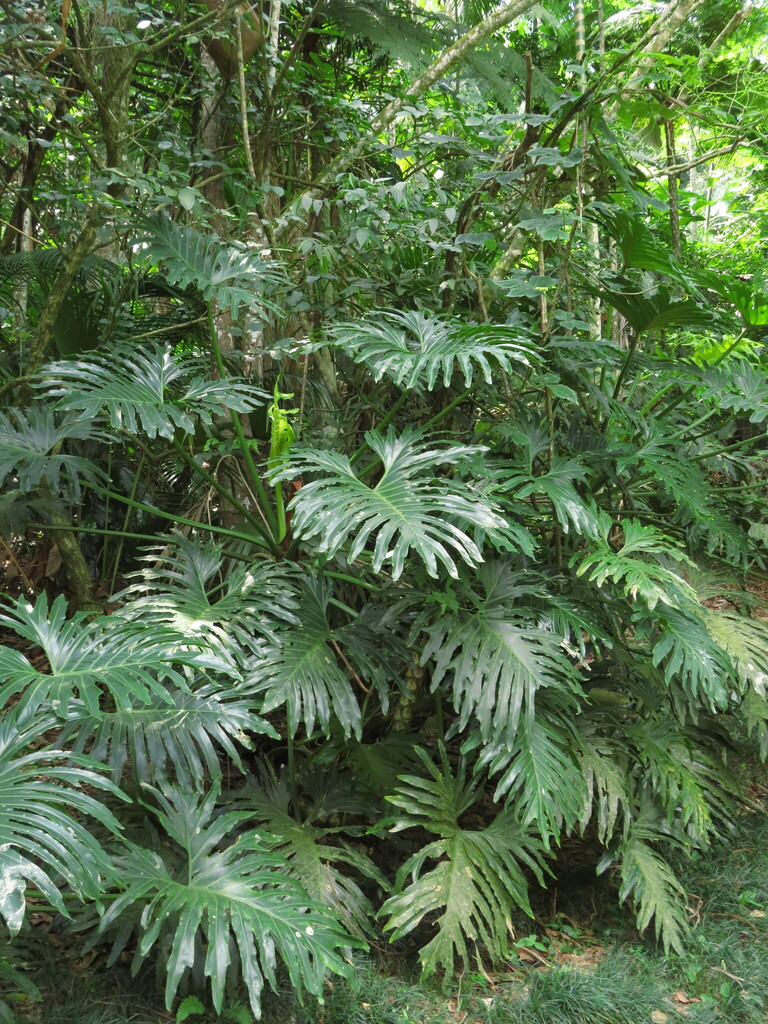 Tree Philodendron from Parque do Estado, São Paulo - SP, Brasil on ...