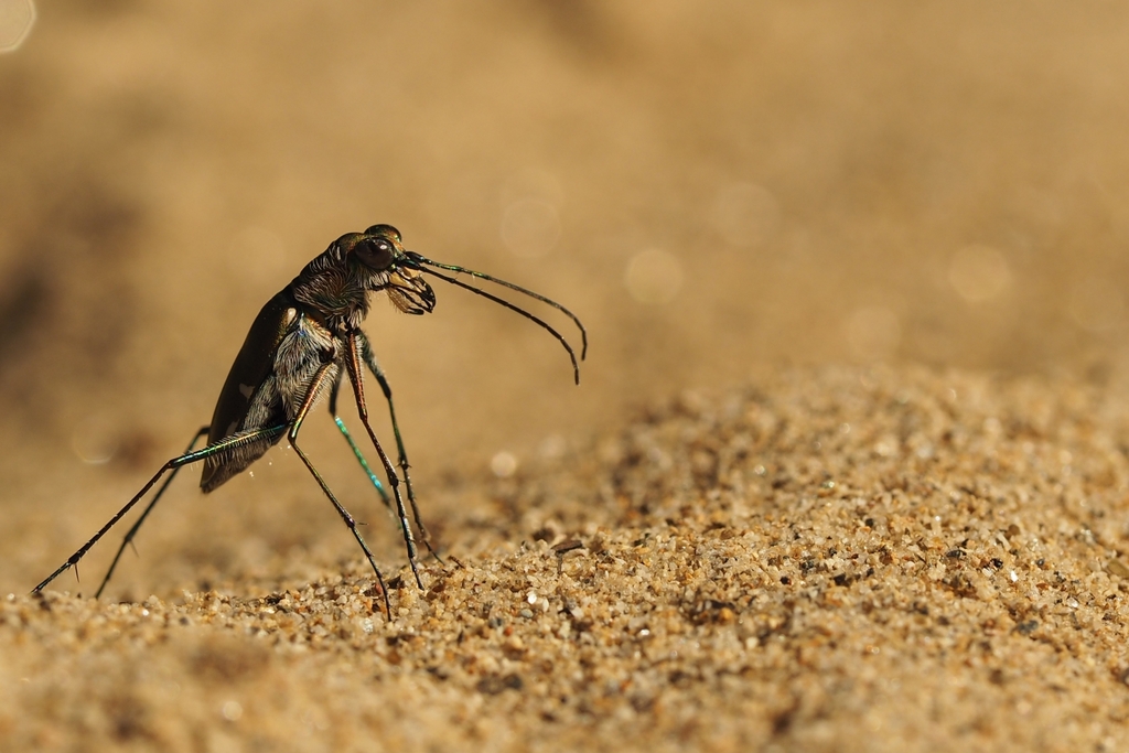 Calomera from Belum, Perak, Malaysia on January 5, 2020 at 04:27 PM by ...