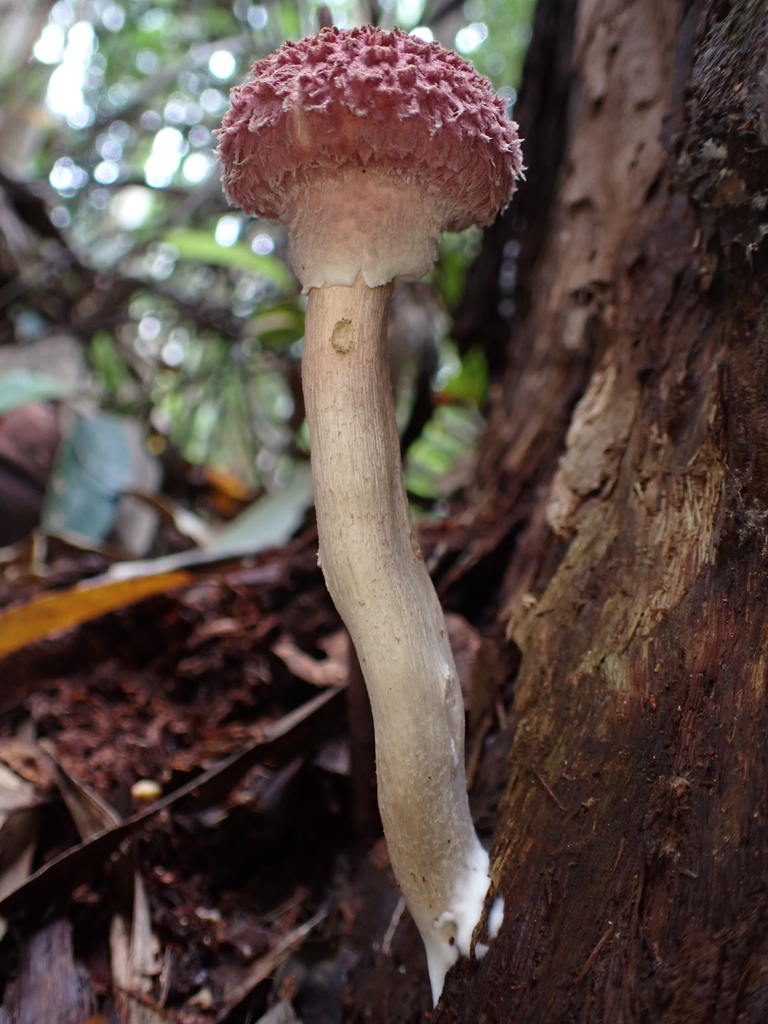 Boletellus deceptivus from Mapleton QLD 4560, Australia on February 10 ...