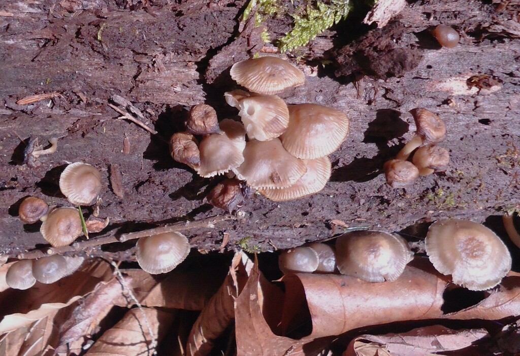 Mycena overholtsii from Ricketts Glen State Park, PA on March 8, 2024 ...