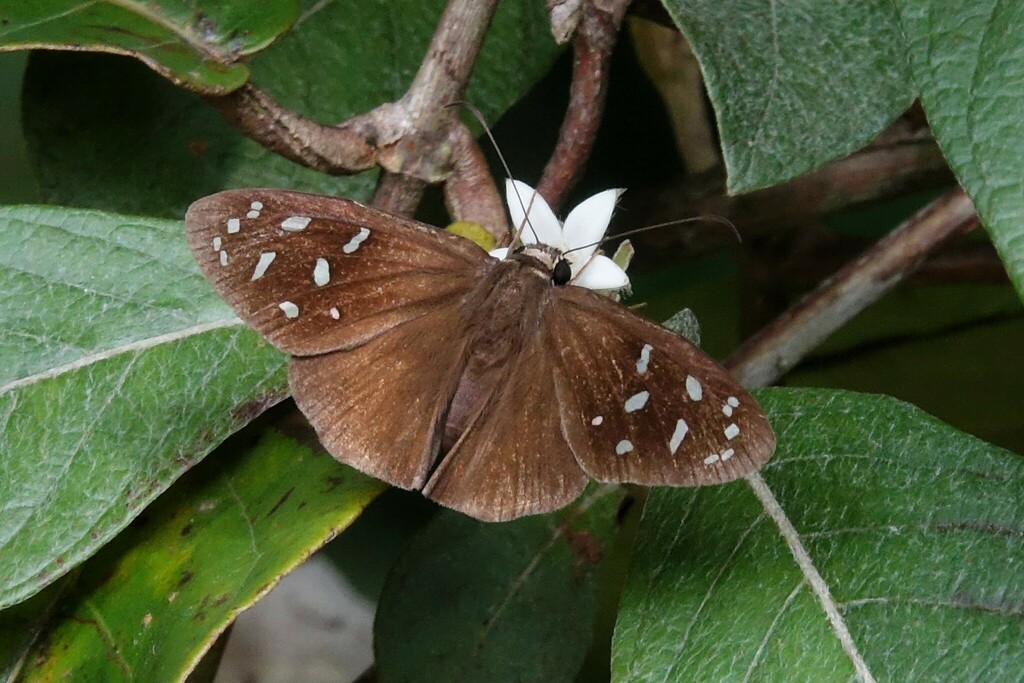 Hyalothyrus infernalis in March 2024 by olivier_fortune · iNaturalist