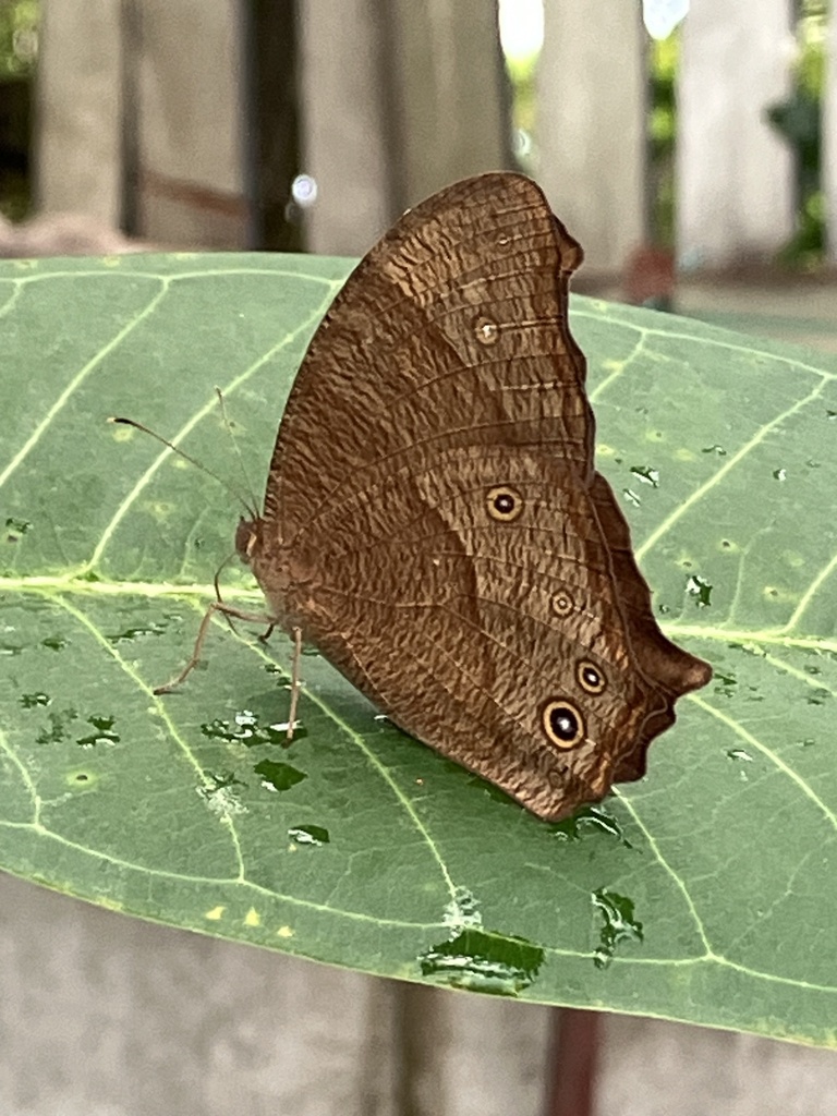 Common Evening Brown from Gower St, Toowong, QLD, AU on March 9, 2024 ...