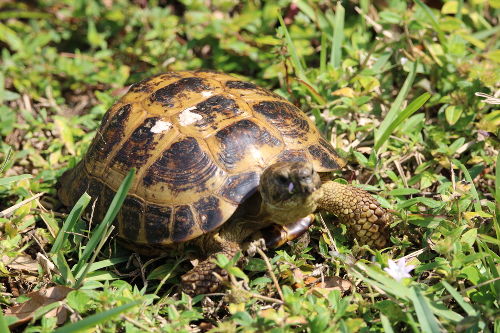 Mediterranean Tortoises from Davie, FL, USA on March 9, 2024 at 12:35 ...