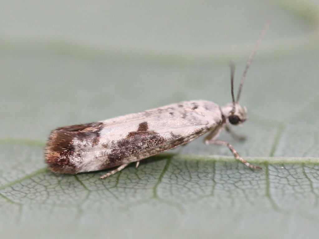 Ash Bud Moth from Юго-Западный административный округ, Москва, Россия ...