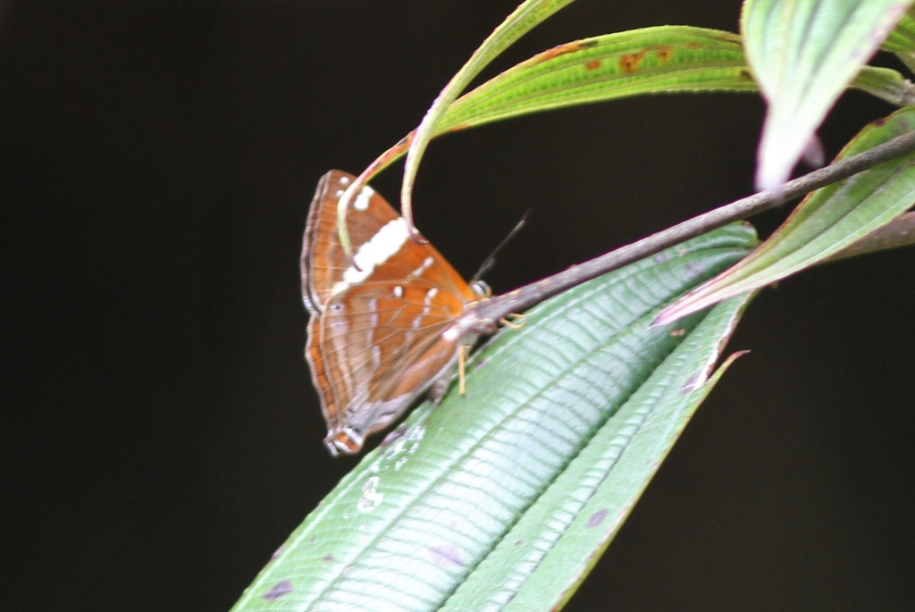 Mixed Punch from East Division, Arunachal Pradesh, India on April 10 ...