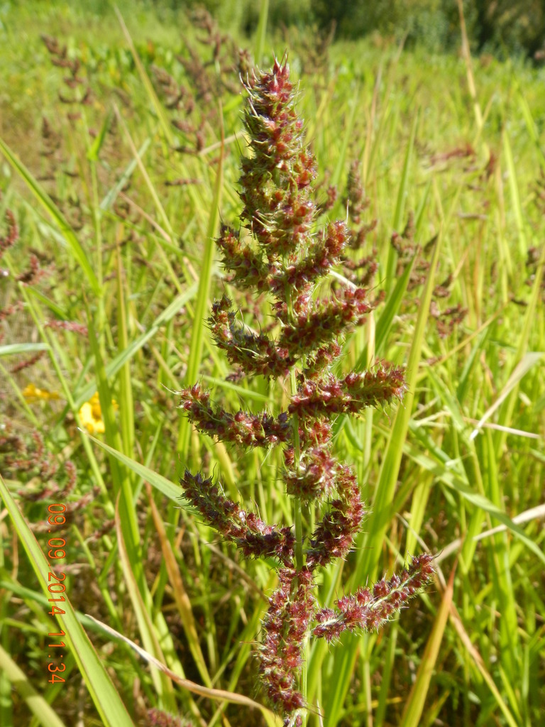 Barnyardgrass (Plants of Highline Lake State Park) · iNaturalist