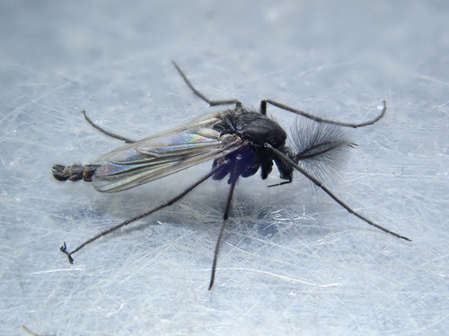 Procladius choreus · iNaturalist