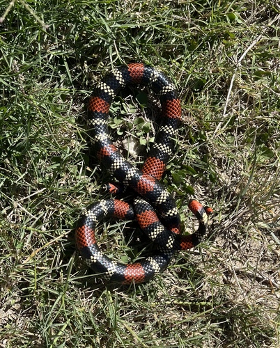 Uruguayan Coralsnake (Micrurus altirostris) - Snakes and Lizards